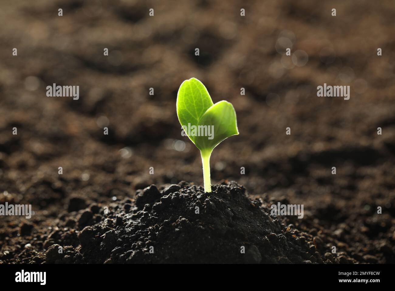 Young vegetable seedling growing in soil outdoors Stock Photo - Alamy
