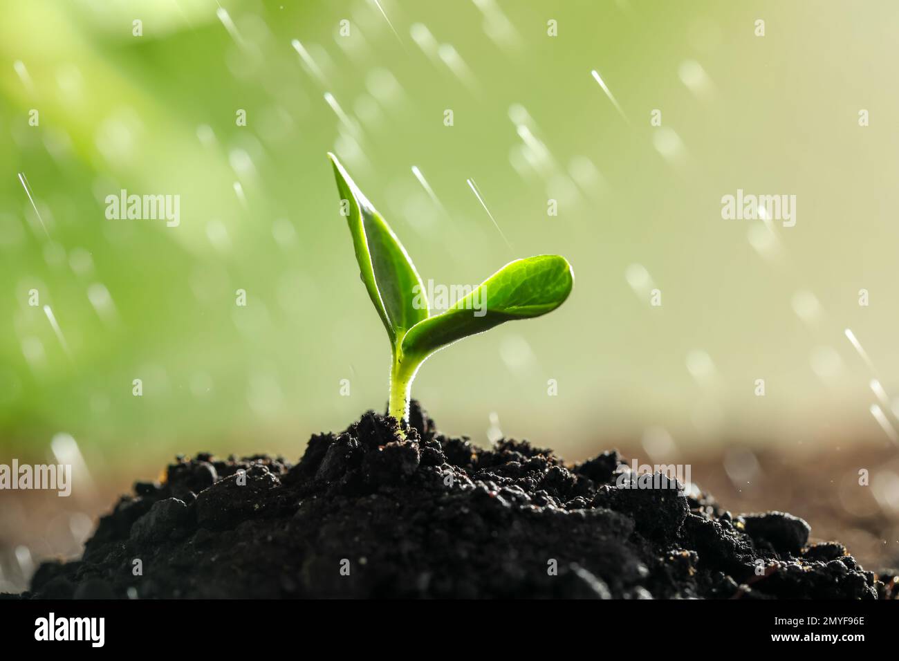 Young vegetable seedling growing under rain outdoors Stock Photo - Alamy