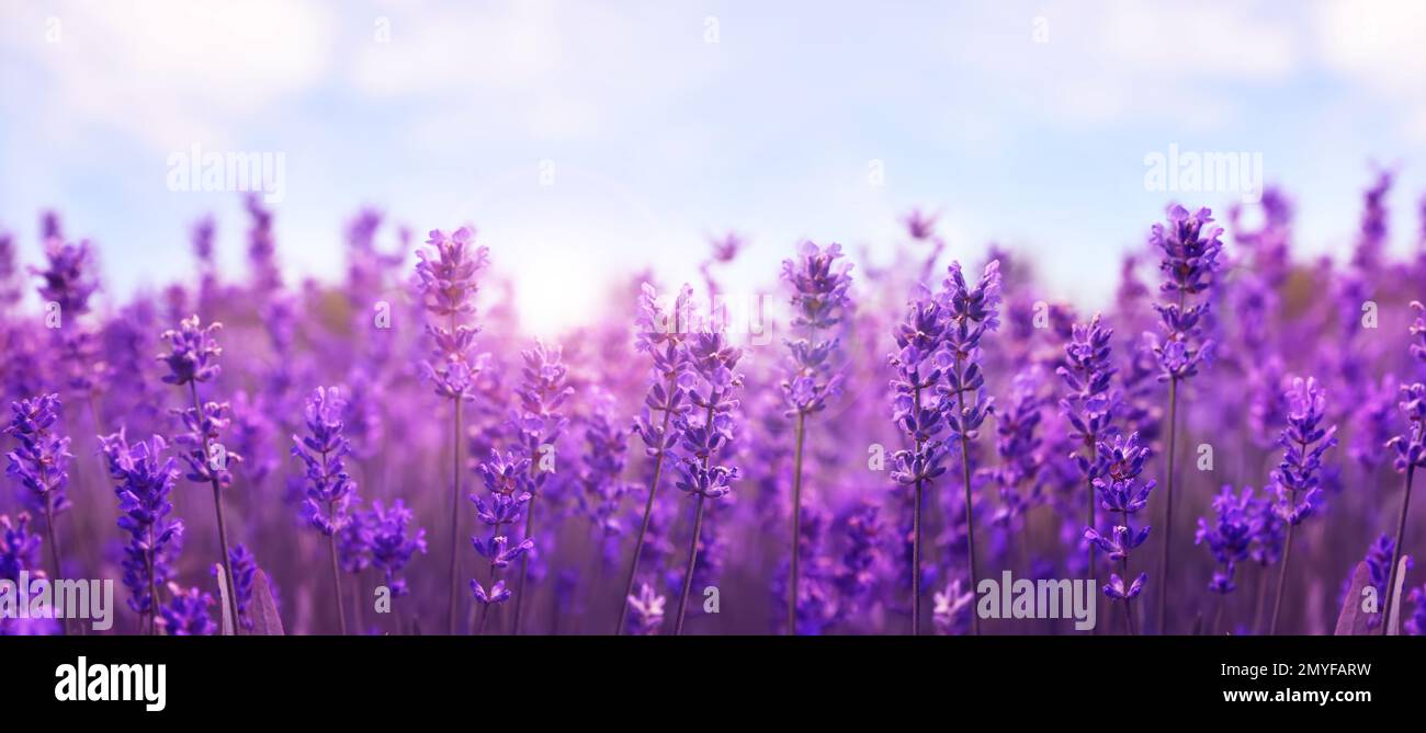 Beautiful lavender field, closeup. Banner design Stock Photo - Alamy