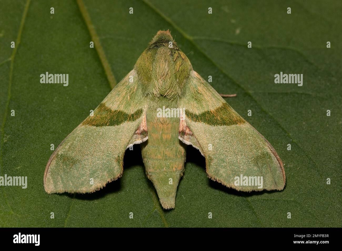 Terloo Sphinx Moth, Proserpinus terlooii, Sphingidae. Forewing Length ...
