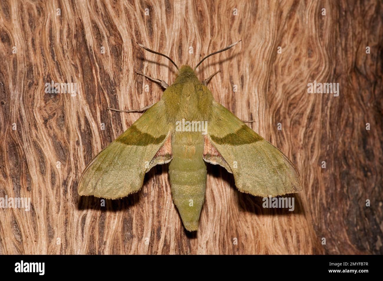 Terloo sphinx moth hi-res stock photography and images - Alamy