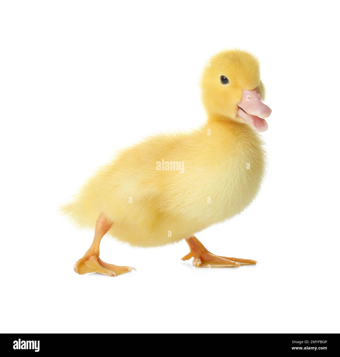 Cute fluffy gosling on white background. Farm animal Stock Photo - Alamy
