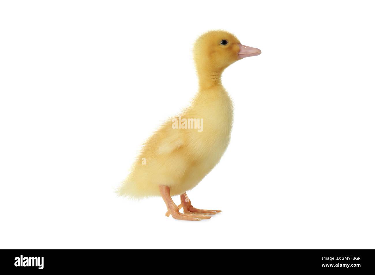 Cute fluffy gosling on white background. Farm animal Stock Photo - Alamy