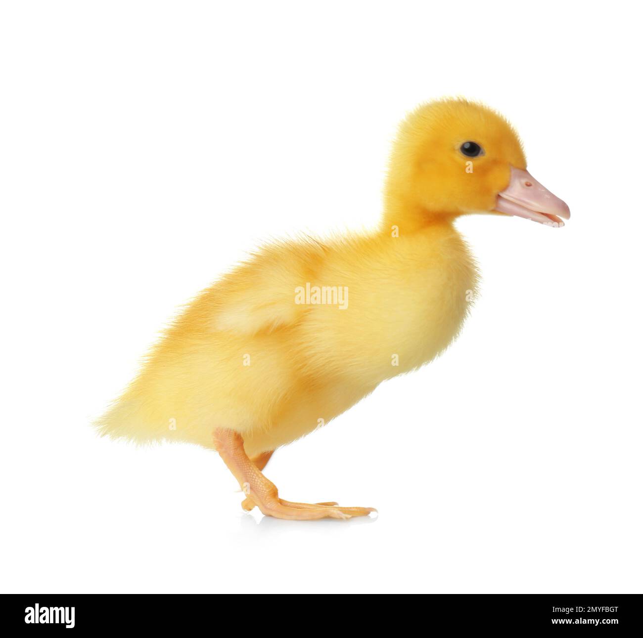 Cute fluffy gosling on white background. Farm animal Stock Photo - Alamy