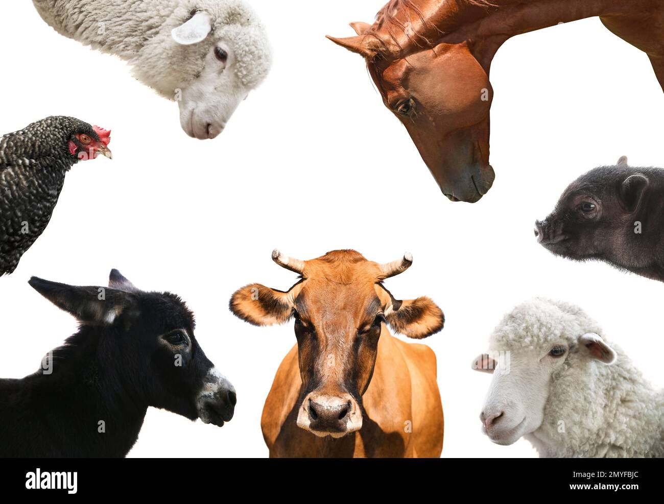 Collage with horse and other pets on white background Stock Photo - Alamy