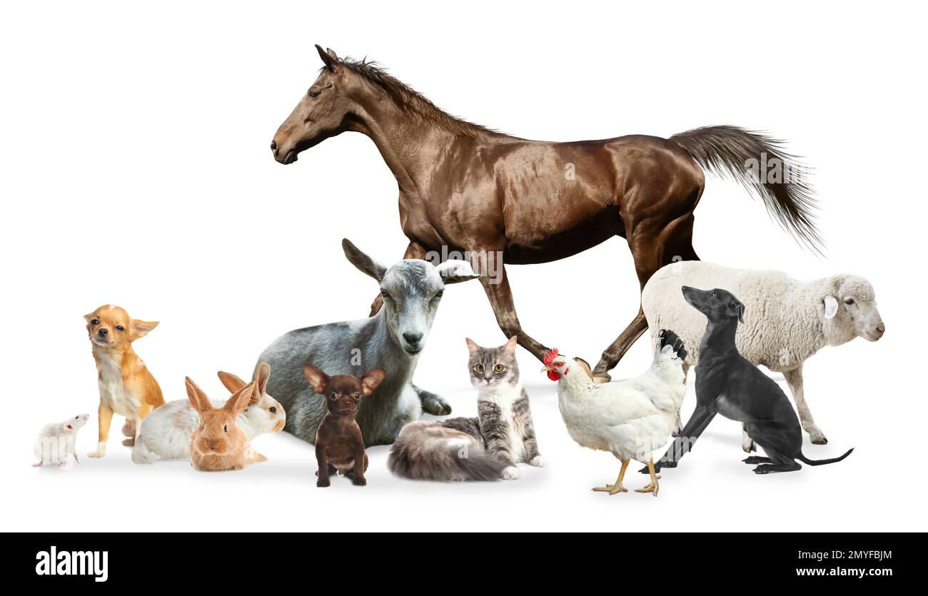 Collage with horse and other pets on white background. Banner design ...