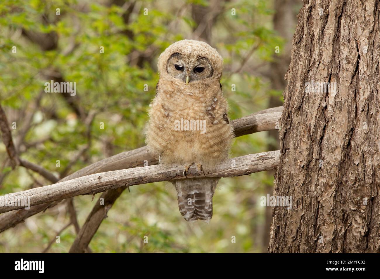 Mexican Northern Spotted Owl fledgling, Strix occidentalis, perched in ...