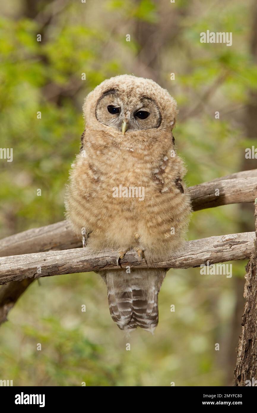 Mexican northern spotted owl hi-res stock photography and images - Alamy