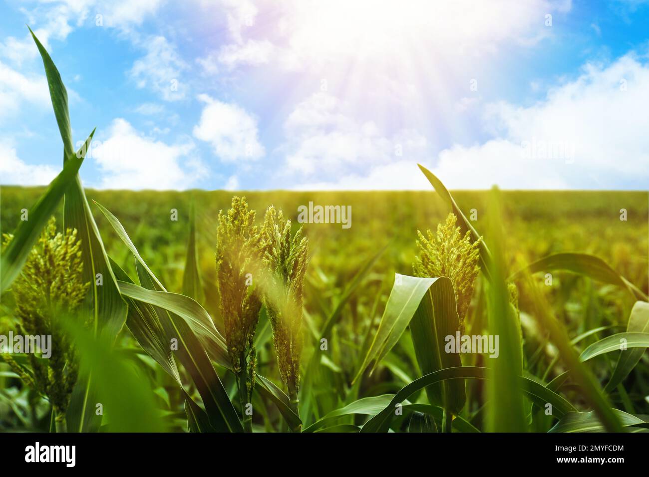 Corn Fields With Clouds