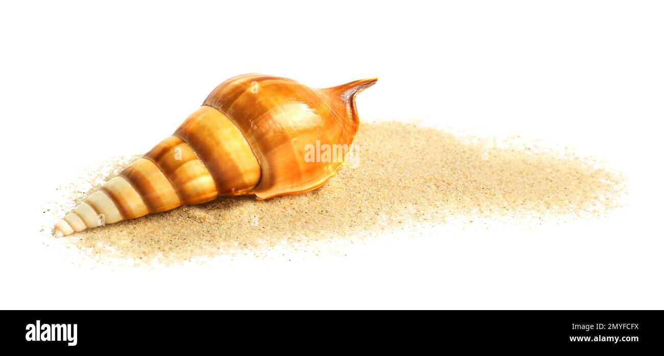 Beautiful sea shell and sand on white background Stock Photo - Alamy