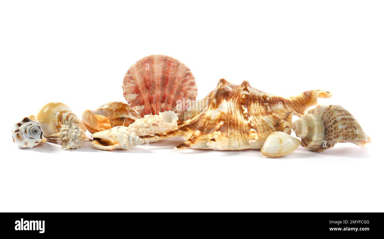 Beautiful exotic sea shells isolated on white Stock Photo - Alamy