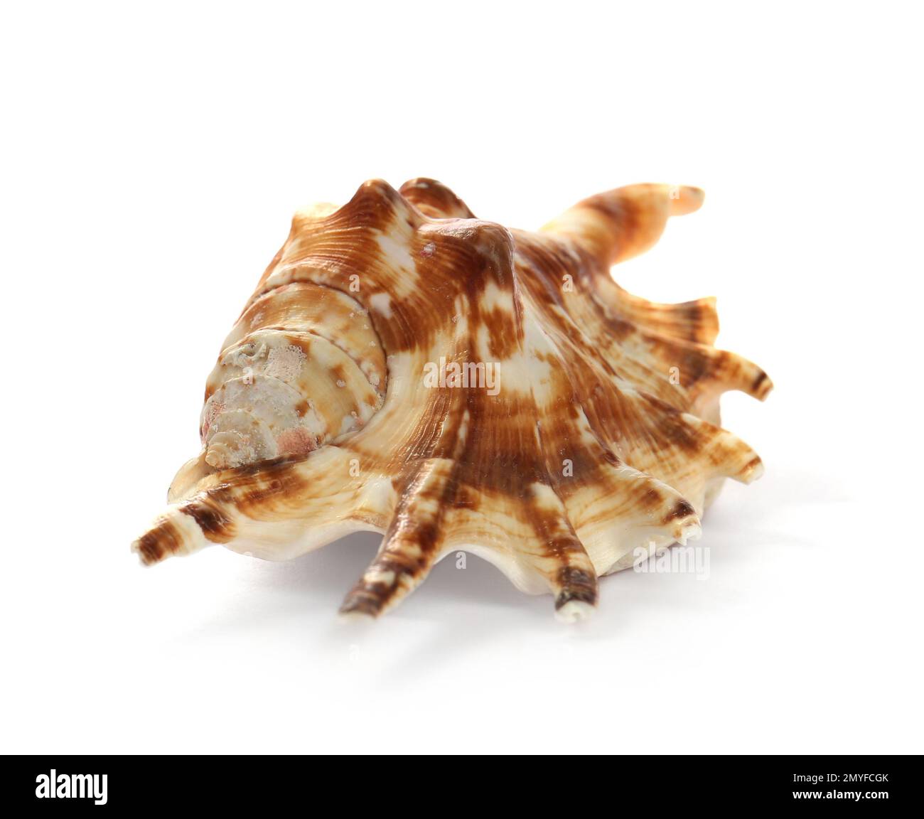 Beautiful exotic sea shell isolated on white Stock Photo - Alamy