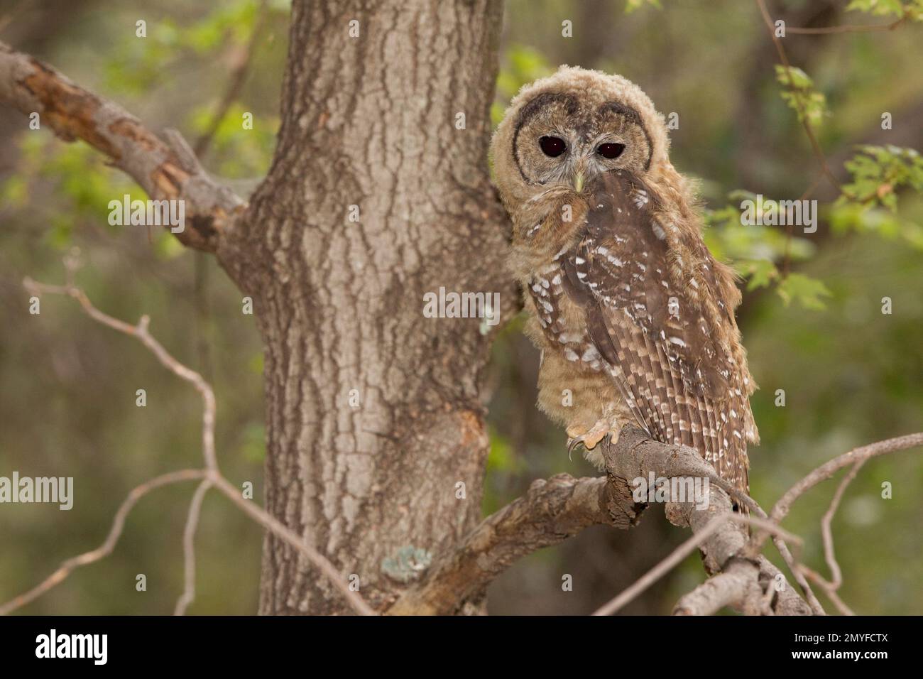 Mexican northern spotted owl hi-res stock photography and images - Alamy