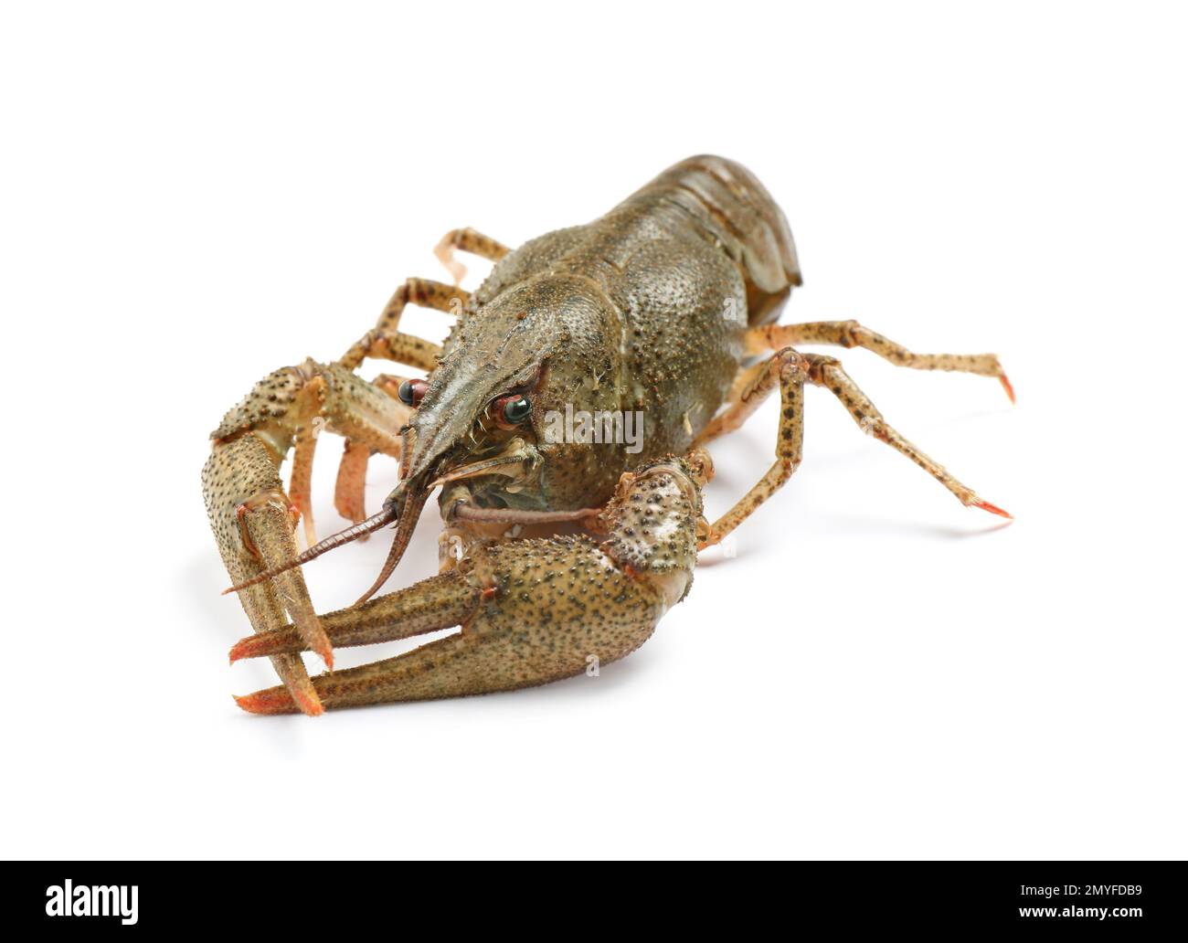 Fresh raw crayfish isolated on white. Healthy seafood Stock Photo - Alamy