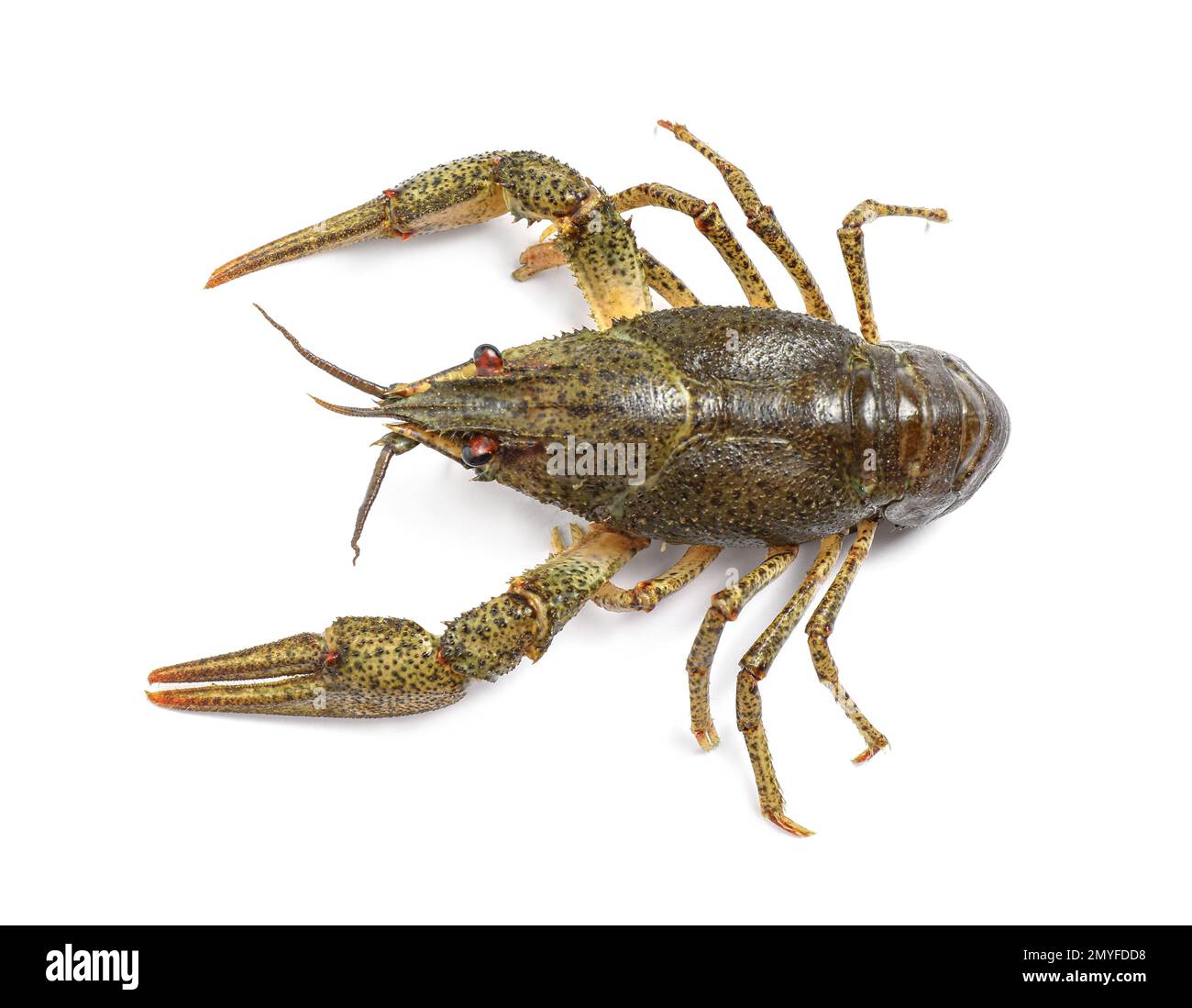 Fresh raw crayfish isolated on white, top view. Healthy seafood Stock ...