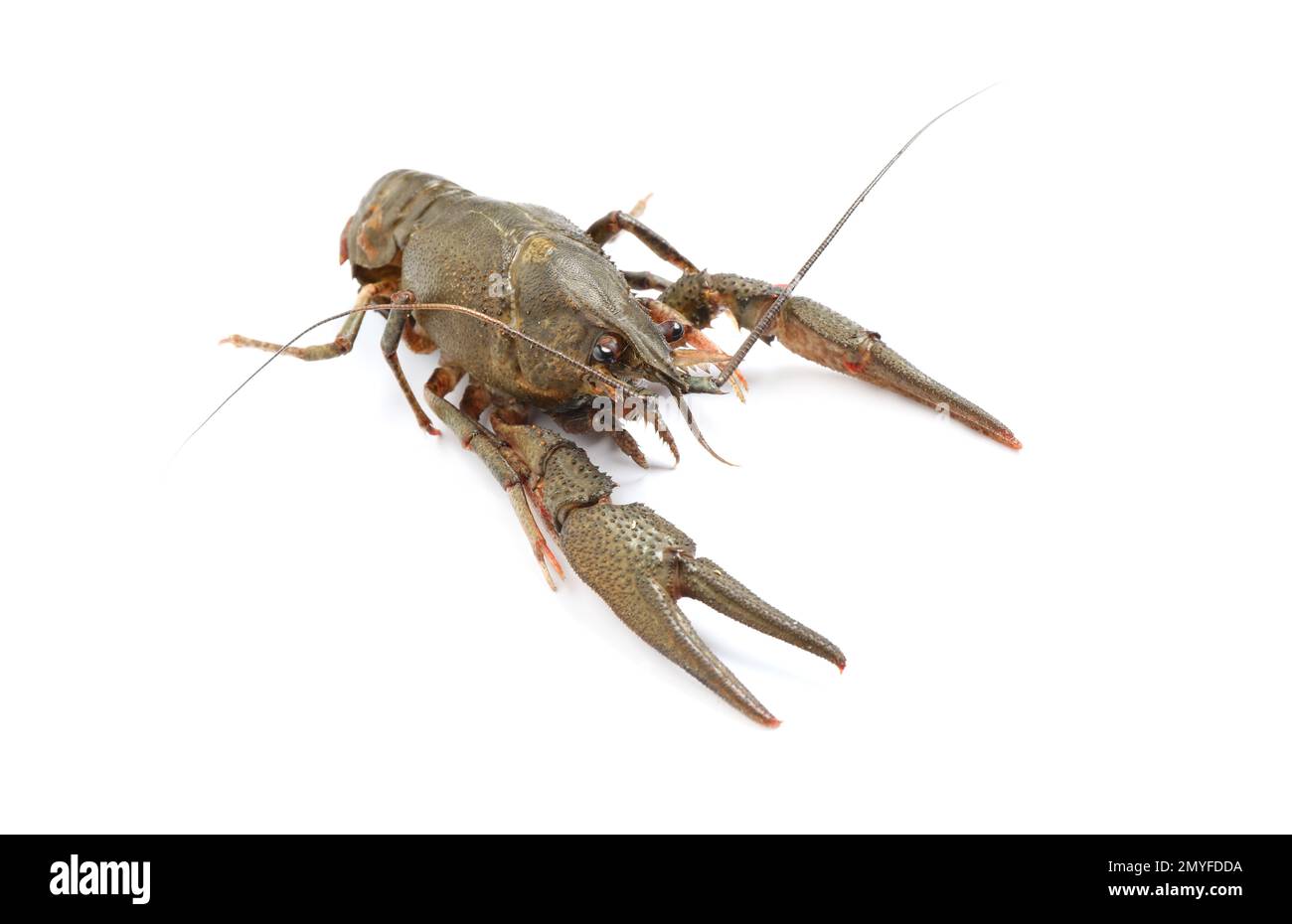 Fresh raw crayfish isolated on white. Healthy seafood Stock Photo - Alamy