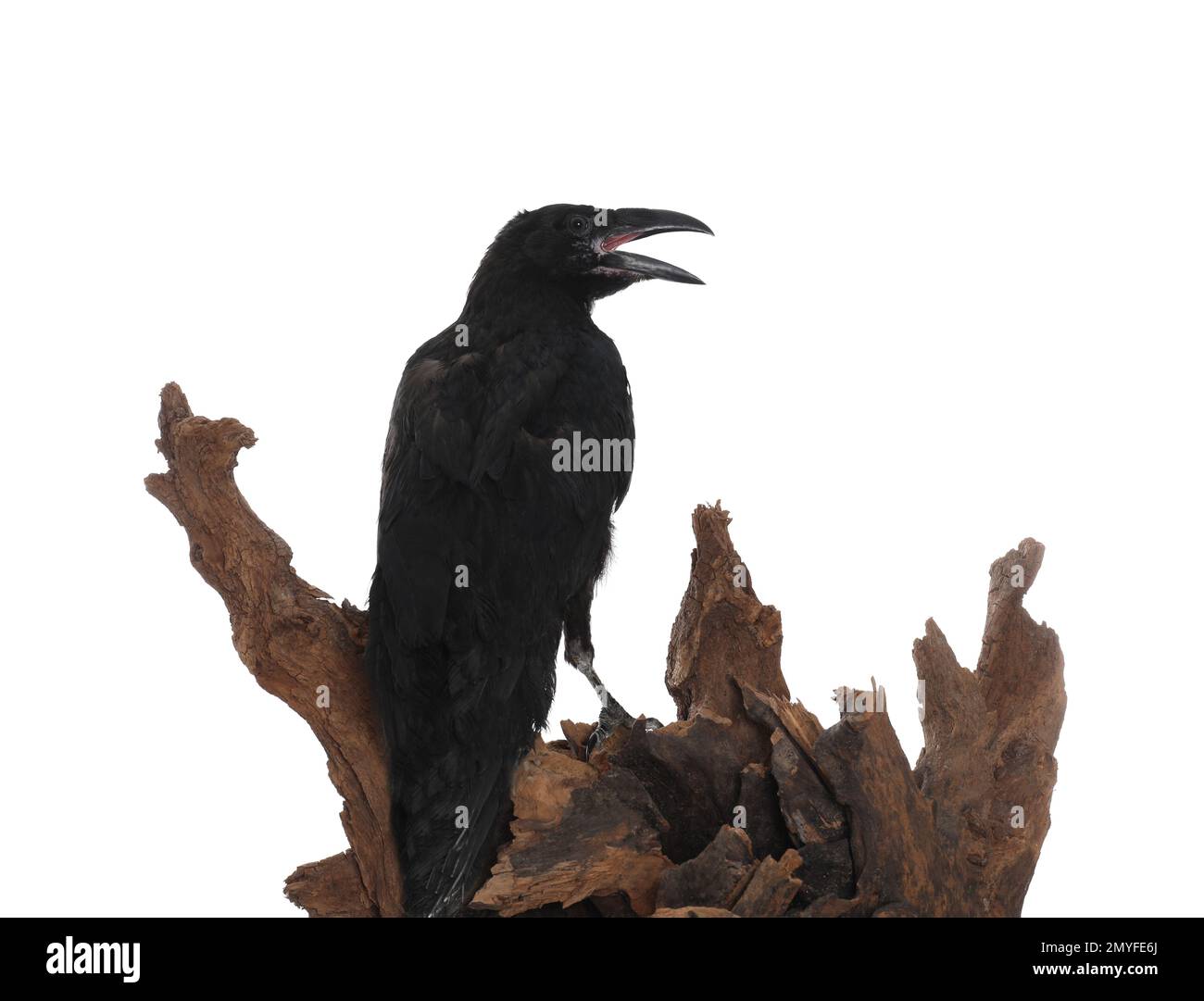 Beautiful common raven perched on wood against white background Stock ...