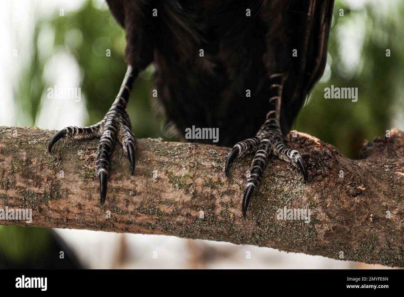 Common raven on tree branch outdoors, closeup Stock Photo - Alamy