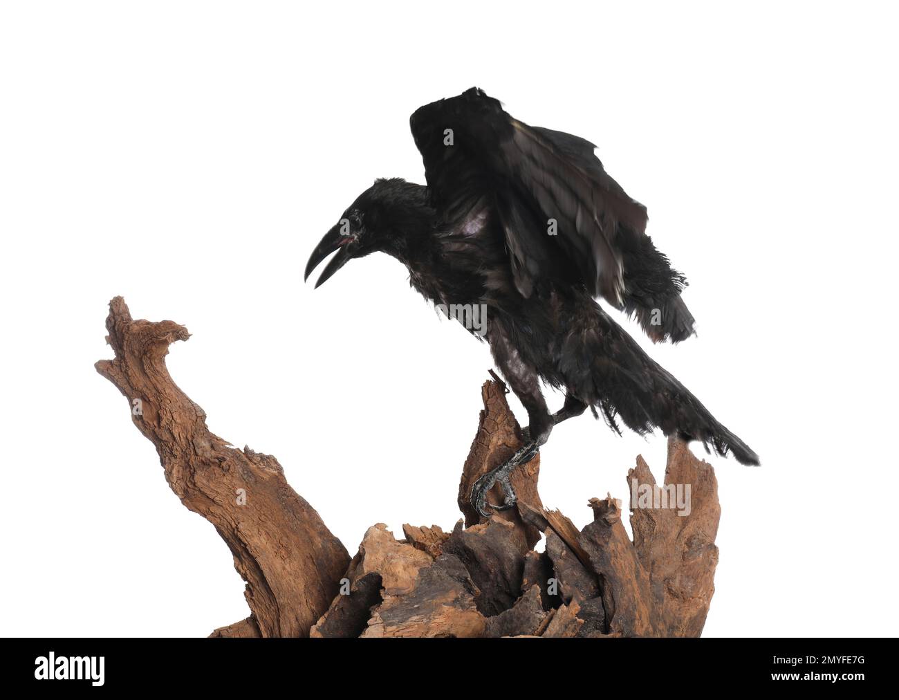 Beautiful common raven perched on wood against white background Stock ...