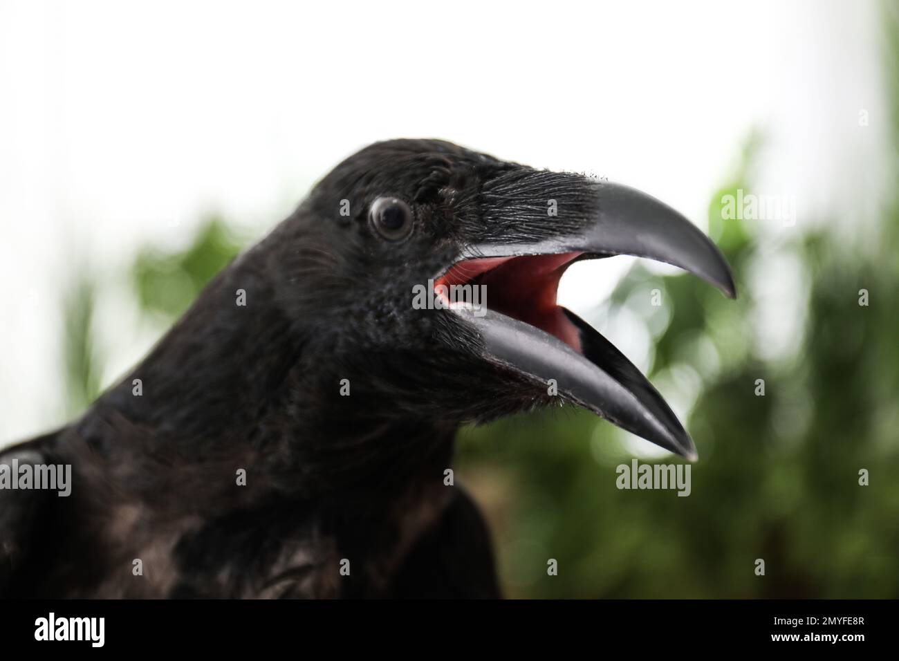 Beautiful common raven with open beak outdoors, closeup Stock Photo - Alamy