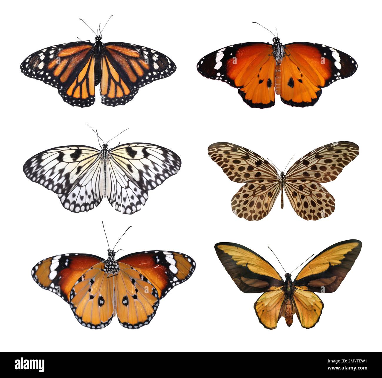 Golden birdwing butterflies hi-res stock photography and images - Alamy