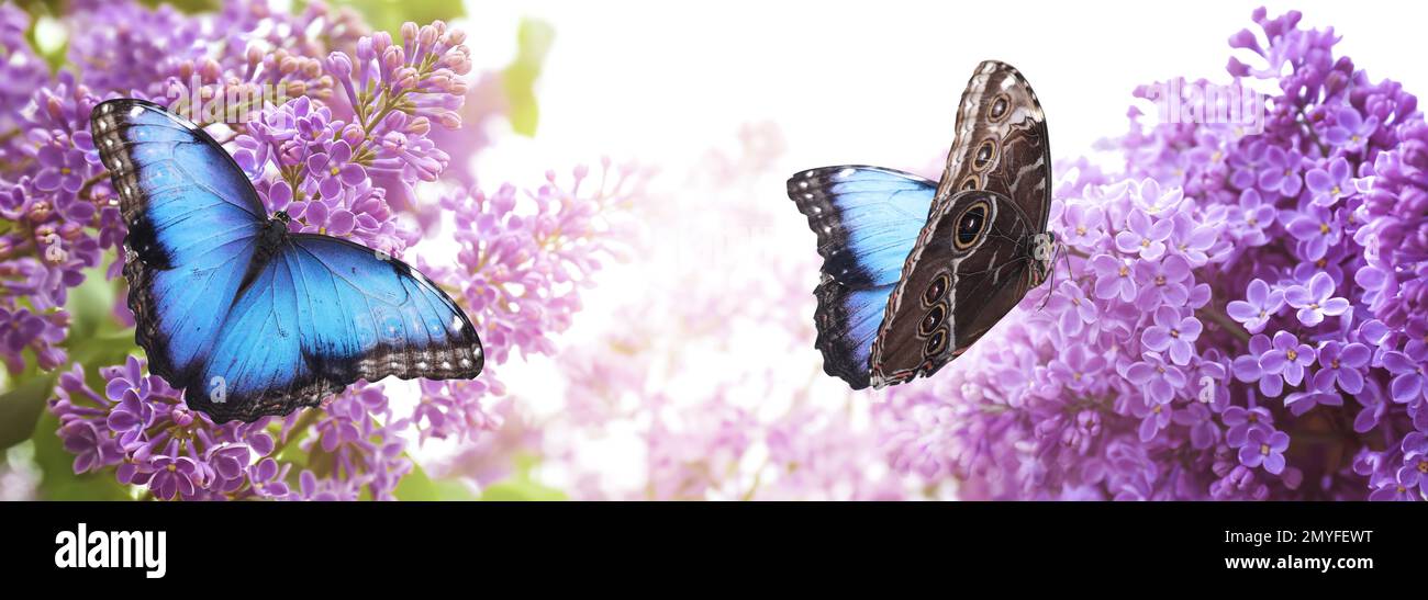 Amazing common morpho butterflies on lilac flowers in garden, banner ...