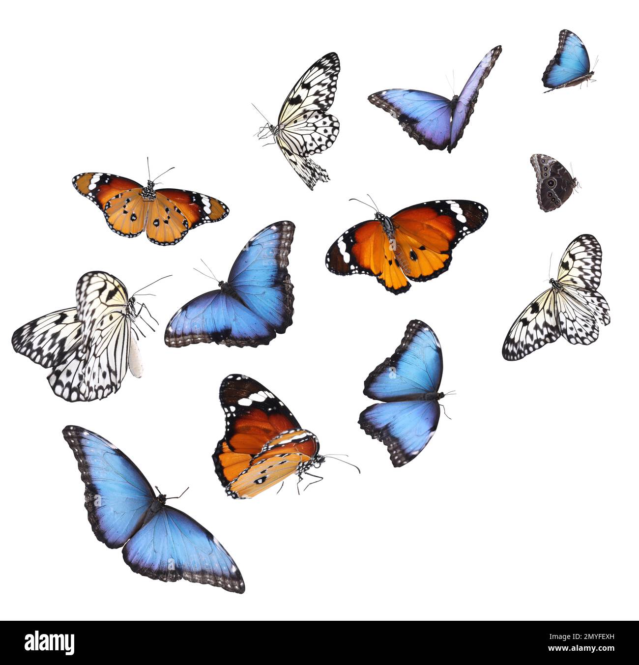 Amazing different butterflies flying on white background Stock Photo ...
