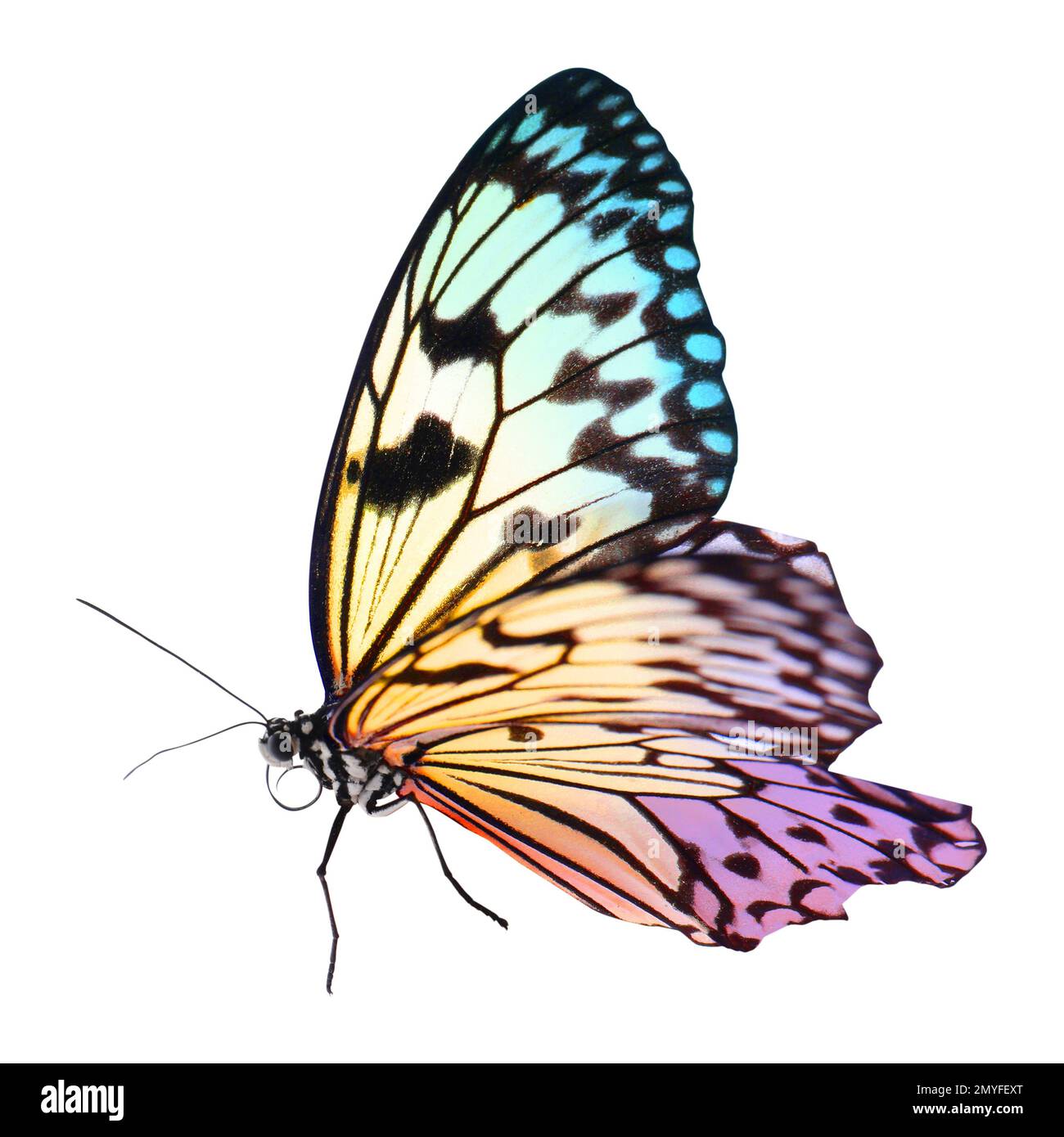 Amazing bright color butterfly isolated on white Stock Photo - Alamy