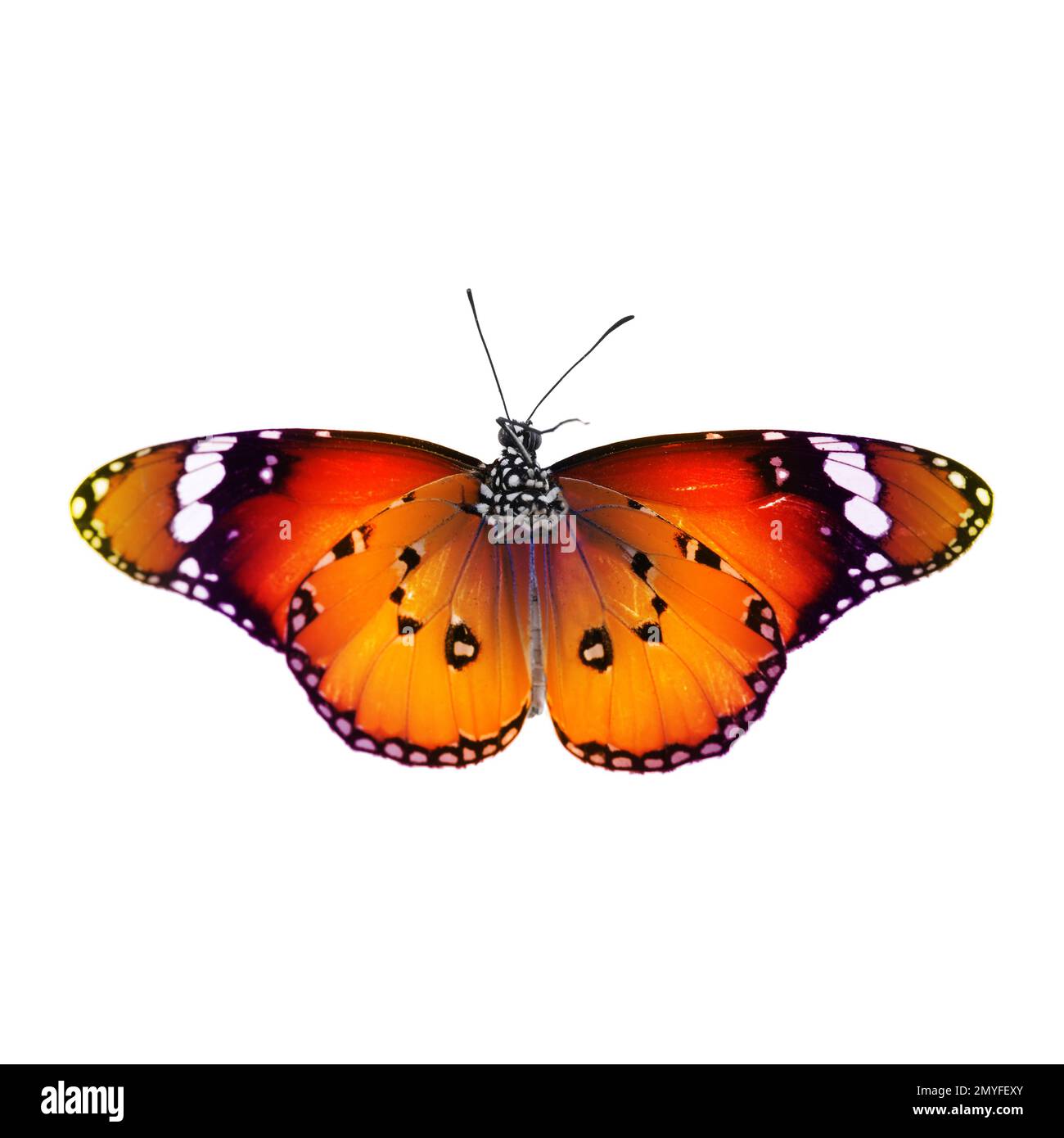 Amazing plain tiger butterfly isolated on white Stock Photo - Alamy