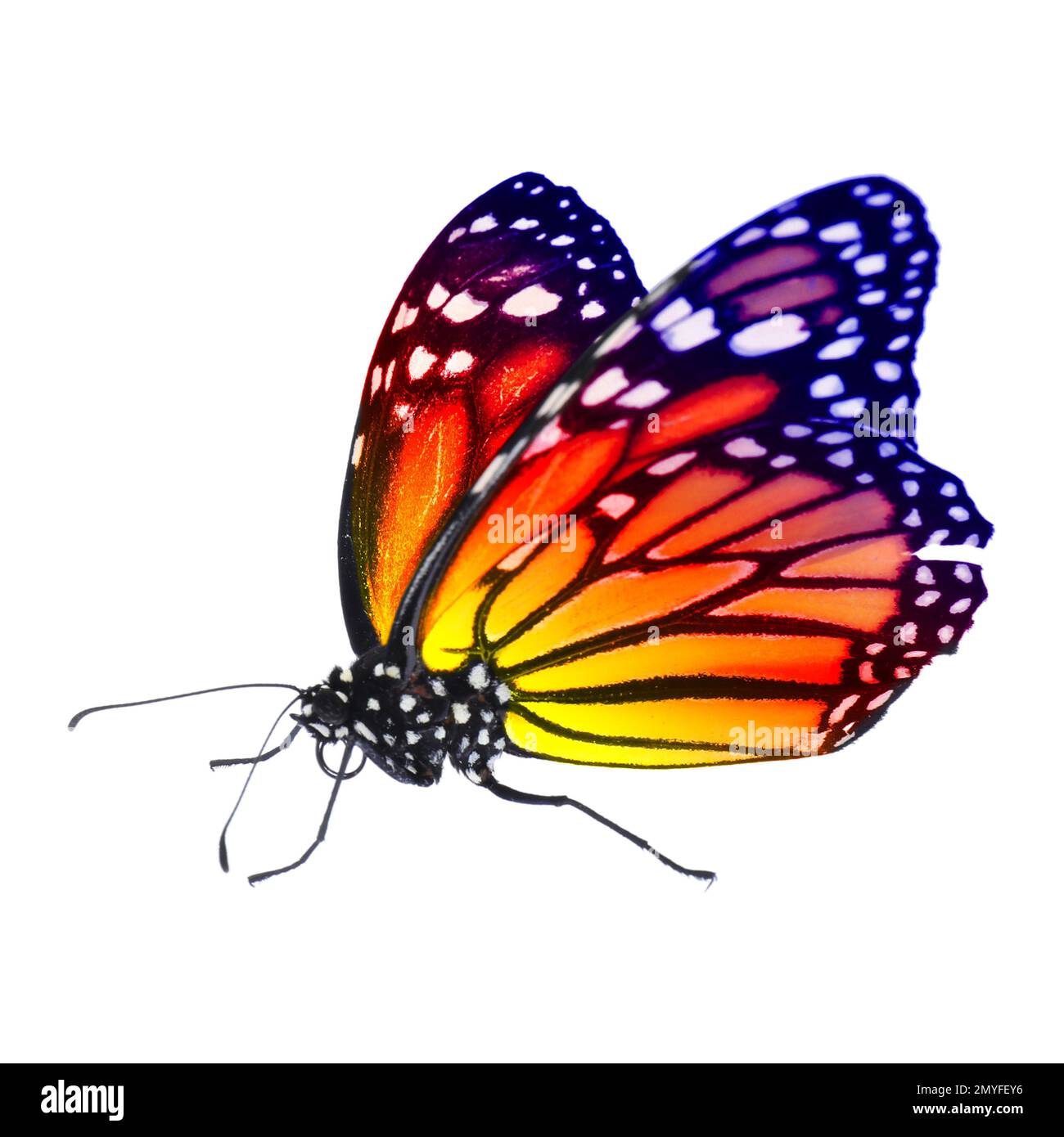 Black with white spots on wings Cut Out Stock Images & Pictures - Alamy