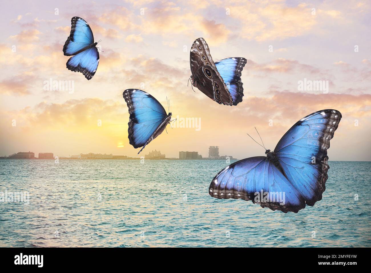 Freedom concept magic butterflies hi-res stock photography and images ...