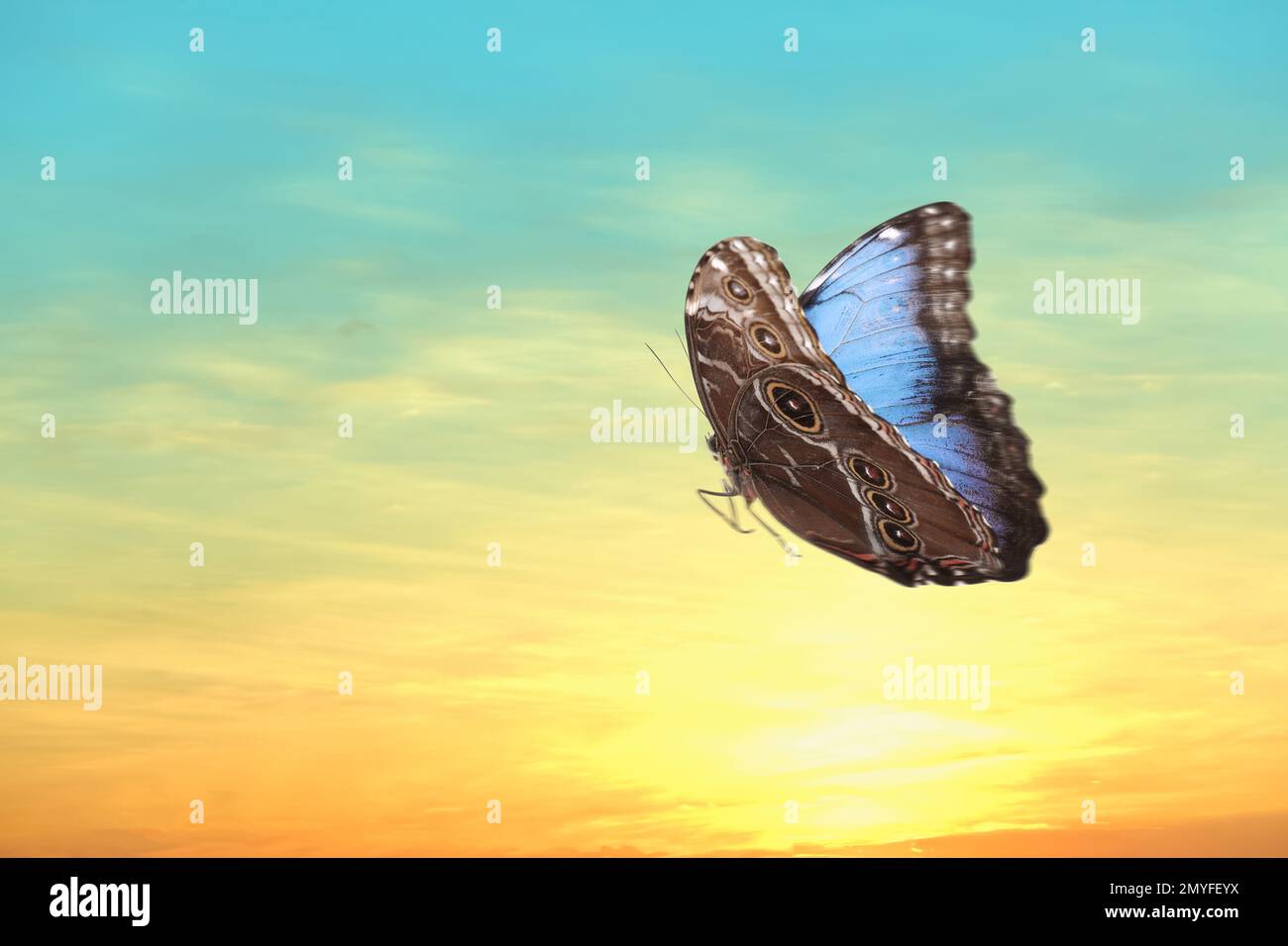 Beautiful butterfly flying in sky at sunset Stock Photo - Alamy