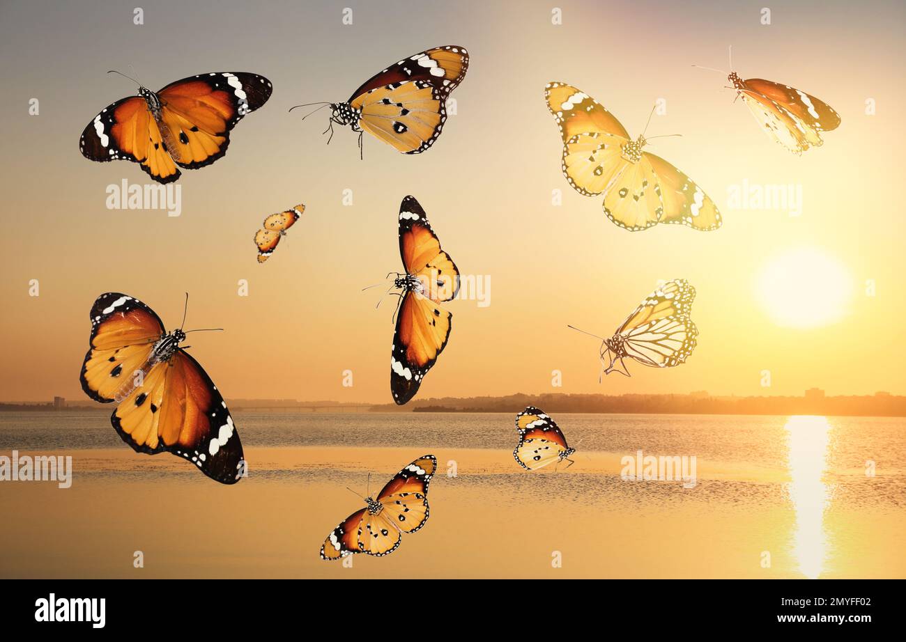 Beautiful Butterfly Flying