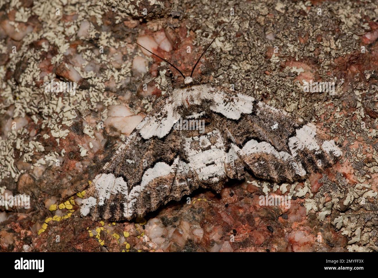 Geometridae hi-res stock photography and images - Alamy