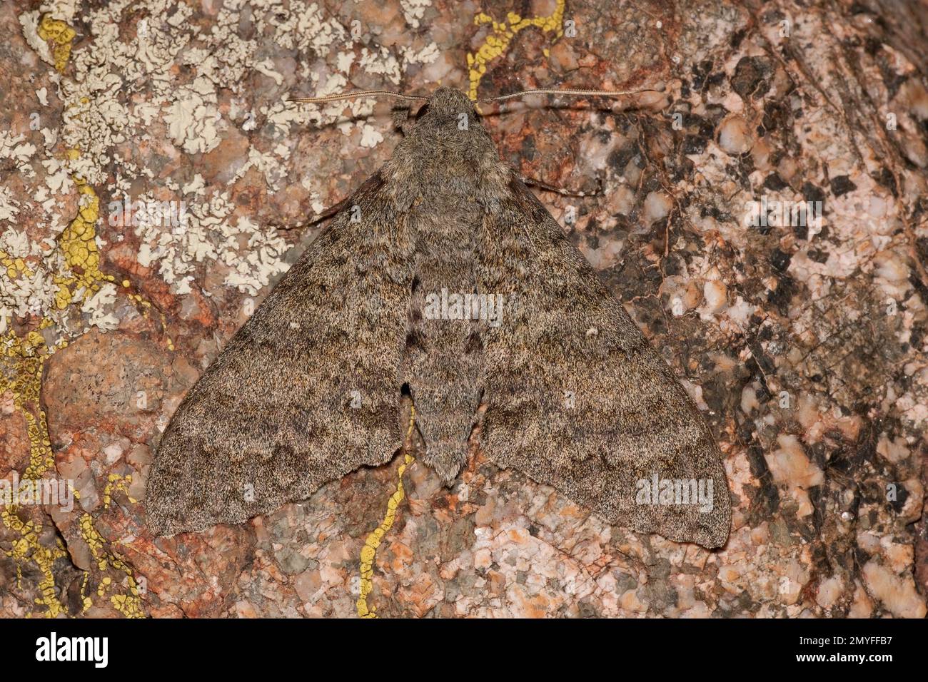 Sphinx Moth, Manduca muscosa, Sphingidae Stock Photo - Alamy