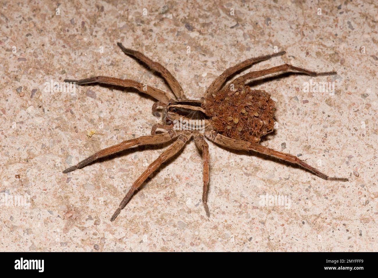 Wolf Spider female, Rabidosa santrita, Lycosidae, with spiderlings on ...