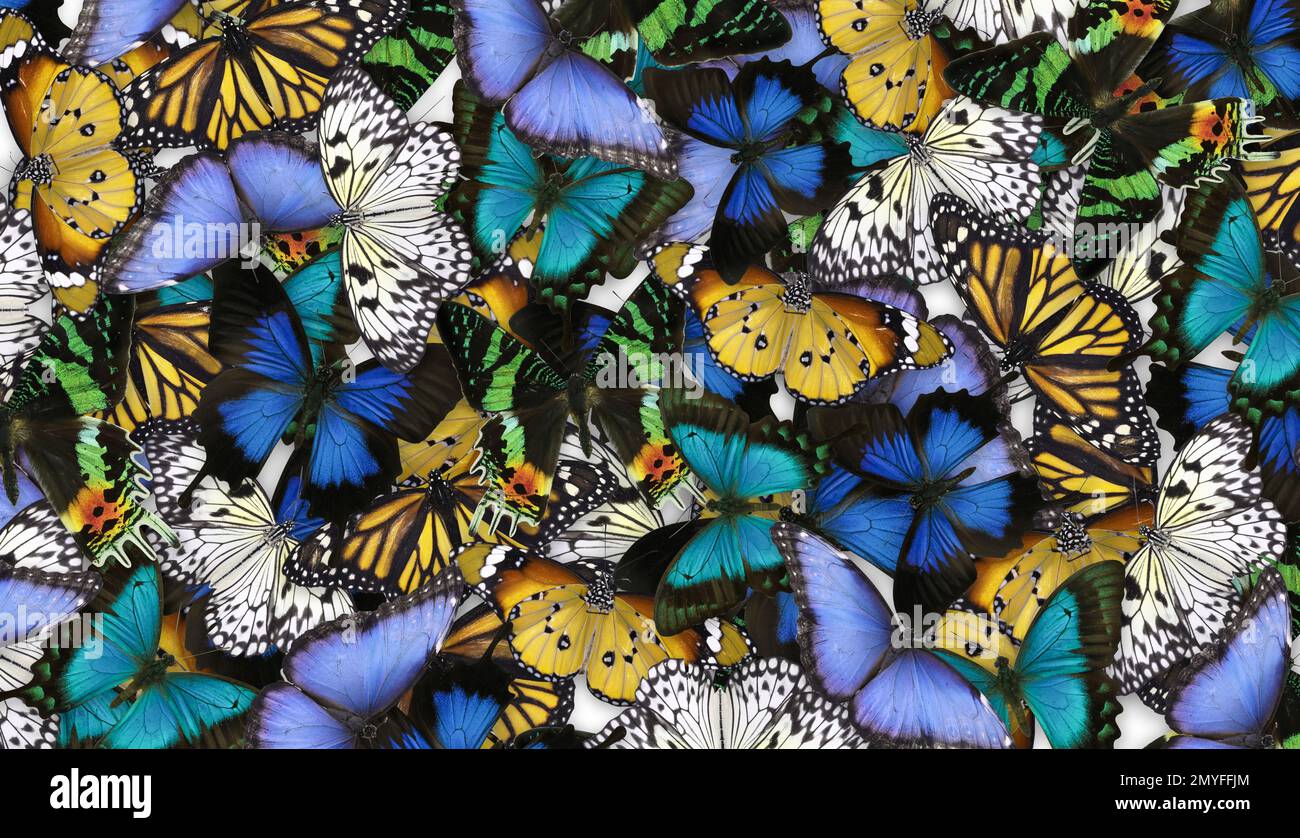 Many different bright butterflies as background. Beautiful insect Stock ...