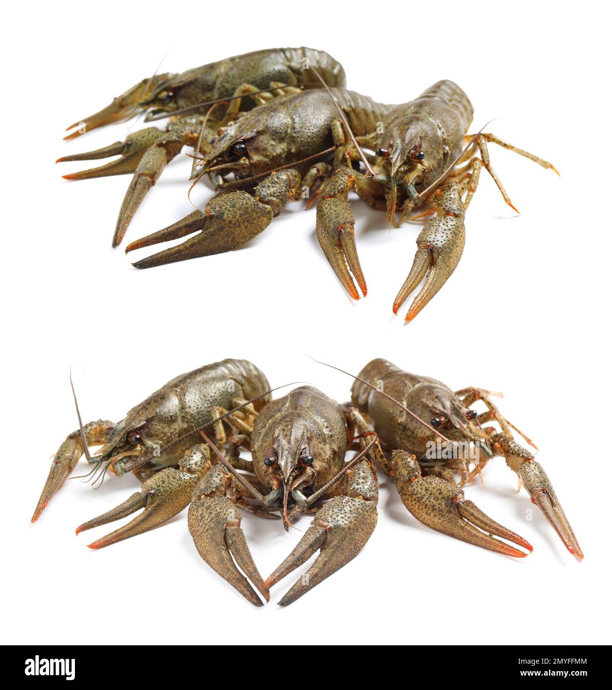 Set of fresh crayfishes on white background Stock Photo - Alamy