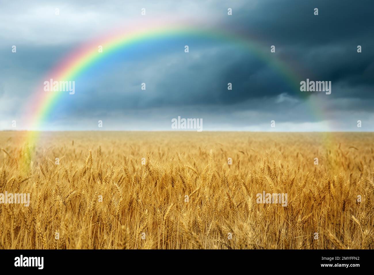 Amazing rainbow over wheat field under stormy sky Stock Photo - Alamy