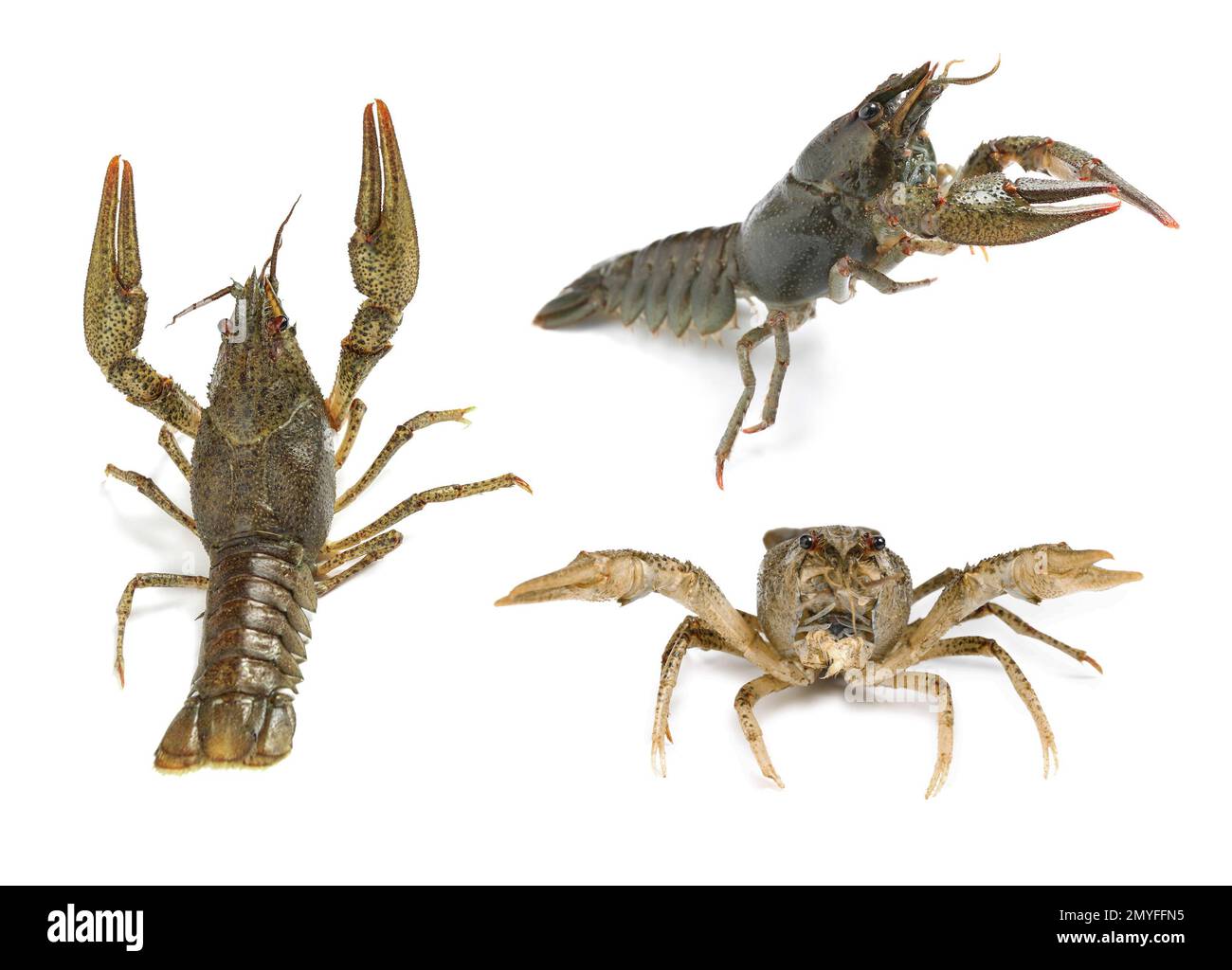 Set of fresh crayfishes on white background Stock Photo - Alamy