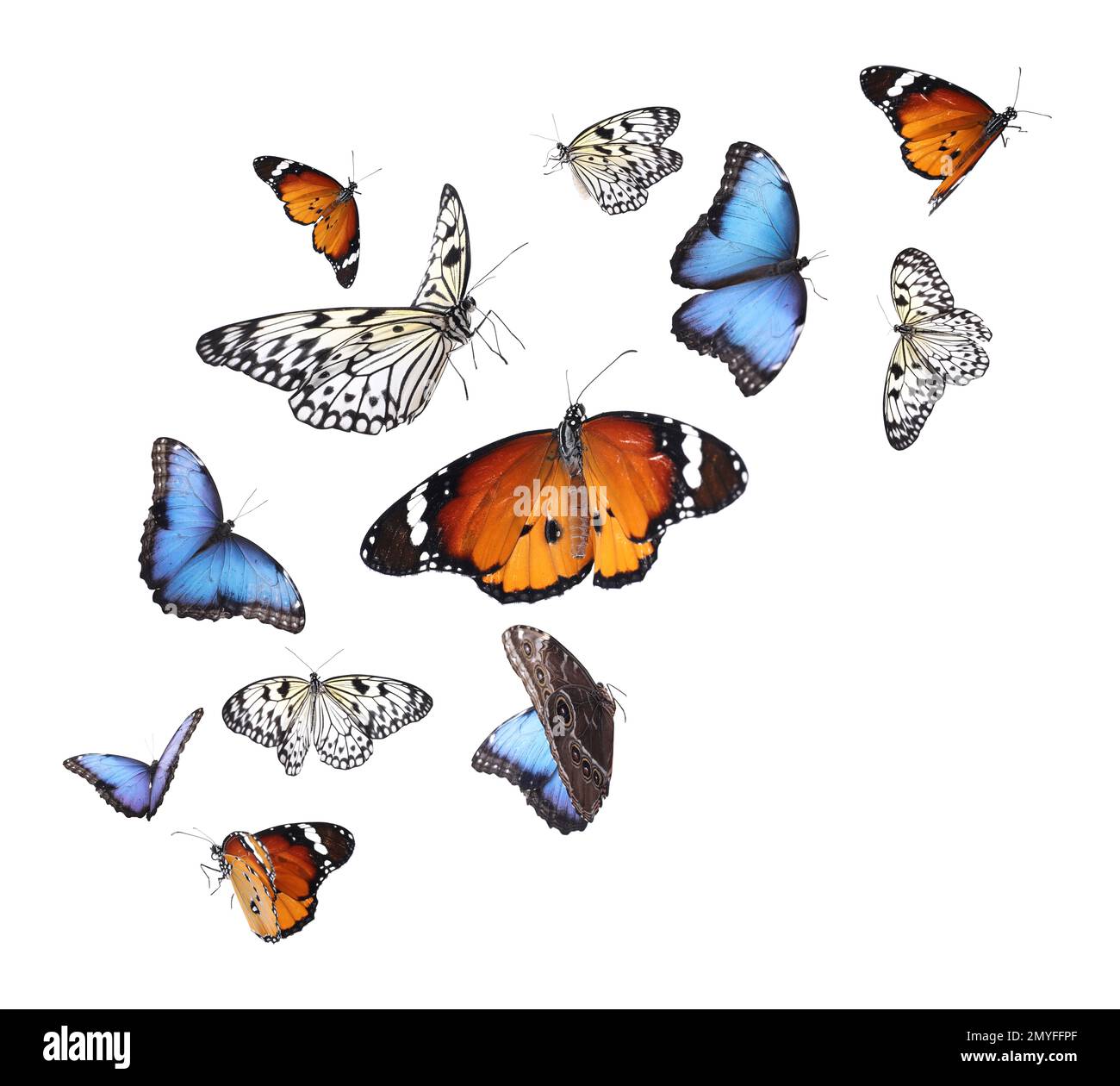 Amazing plain tiger, common morpho and rice paper butterflies flying on ...