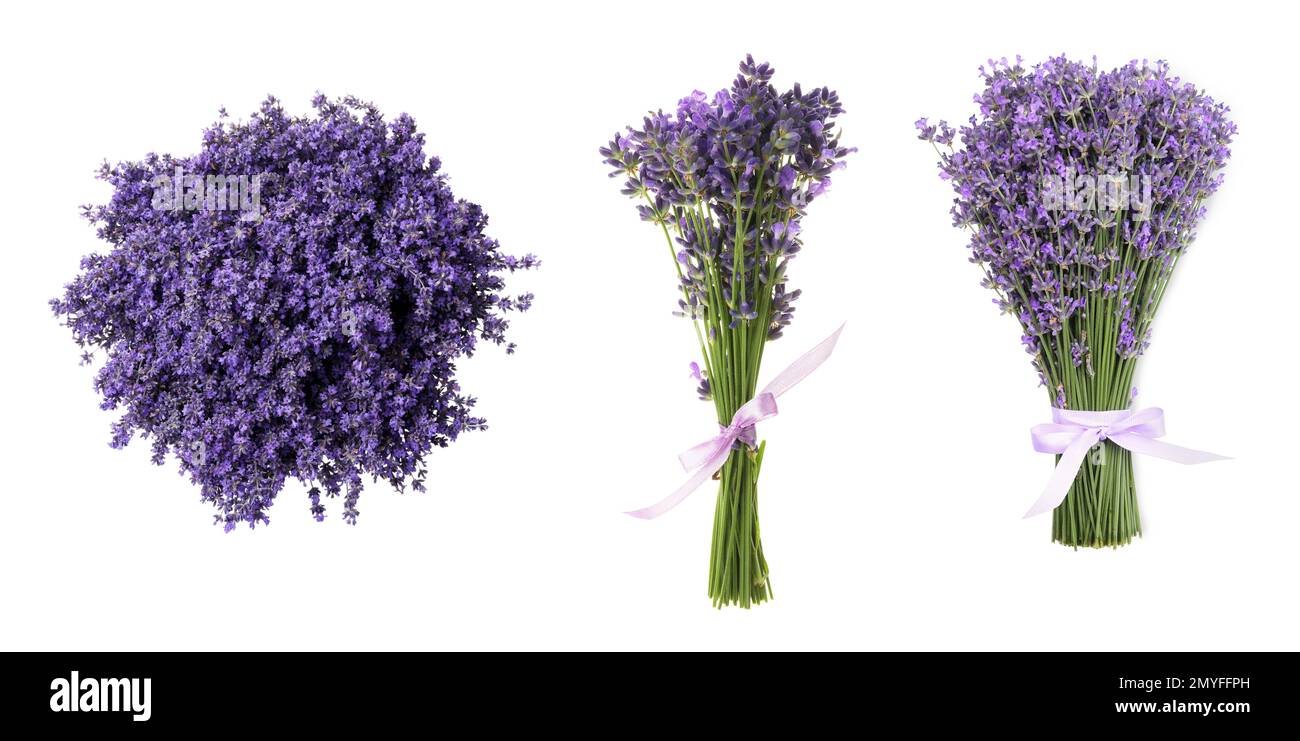 Set of lavender flowers on white background. Banner design Stock Photo ...