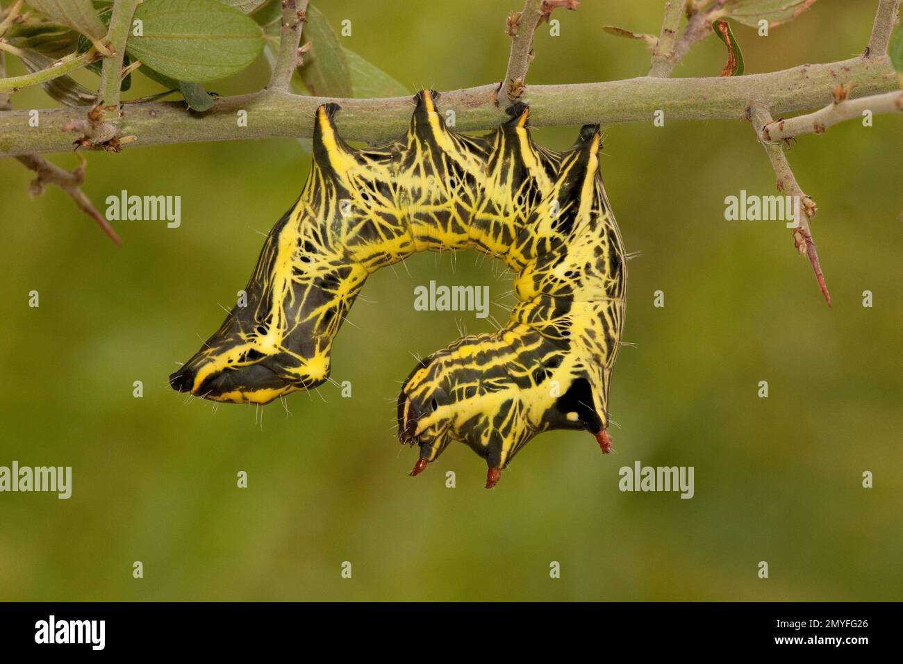 Crinodes biedermani hi-res stock photography and images - Alamy