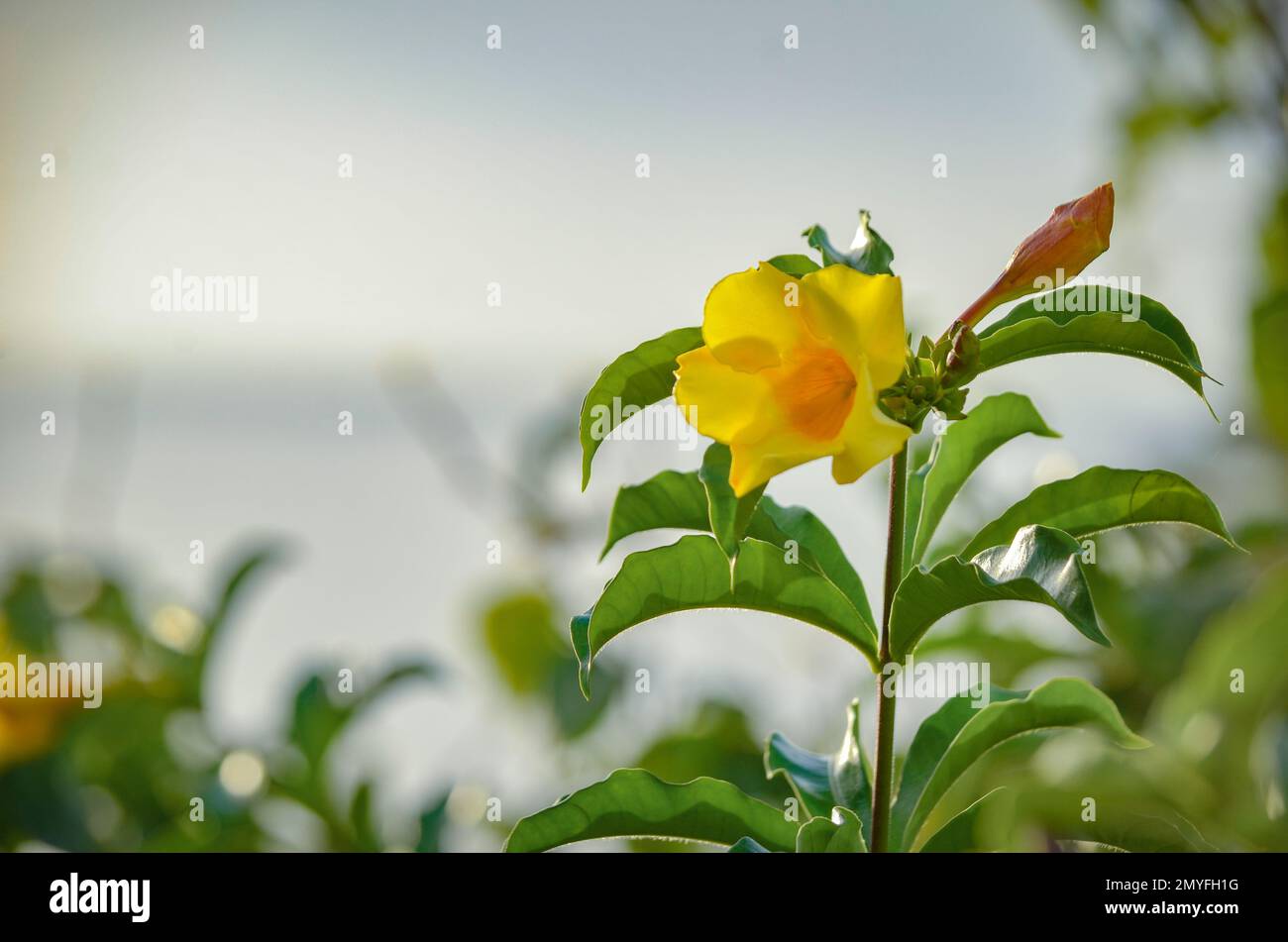 A closeup of a beautiful Allamanda schottii flower growing in a garden ...