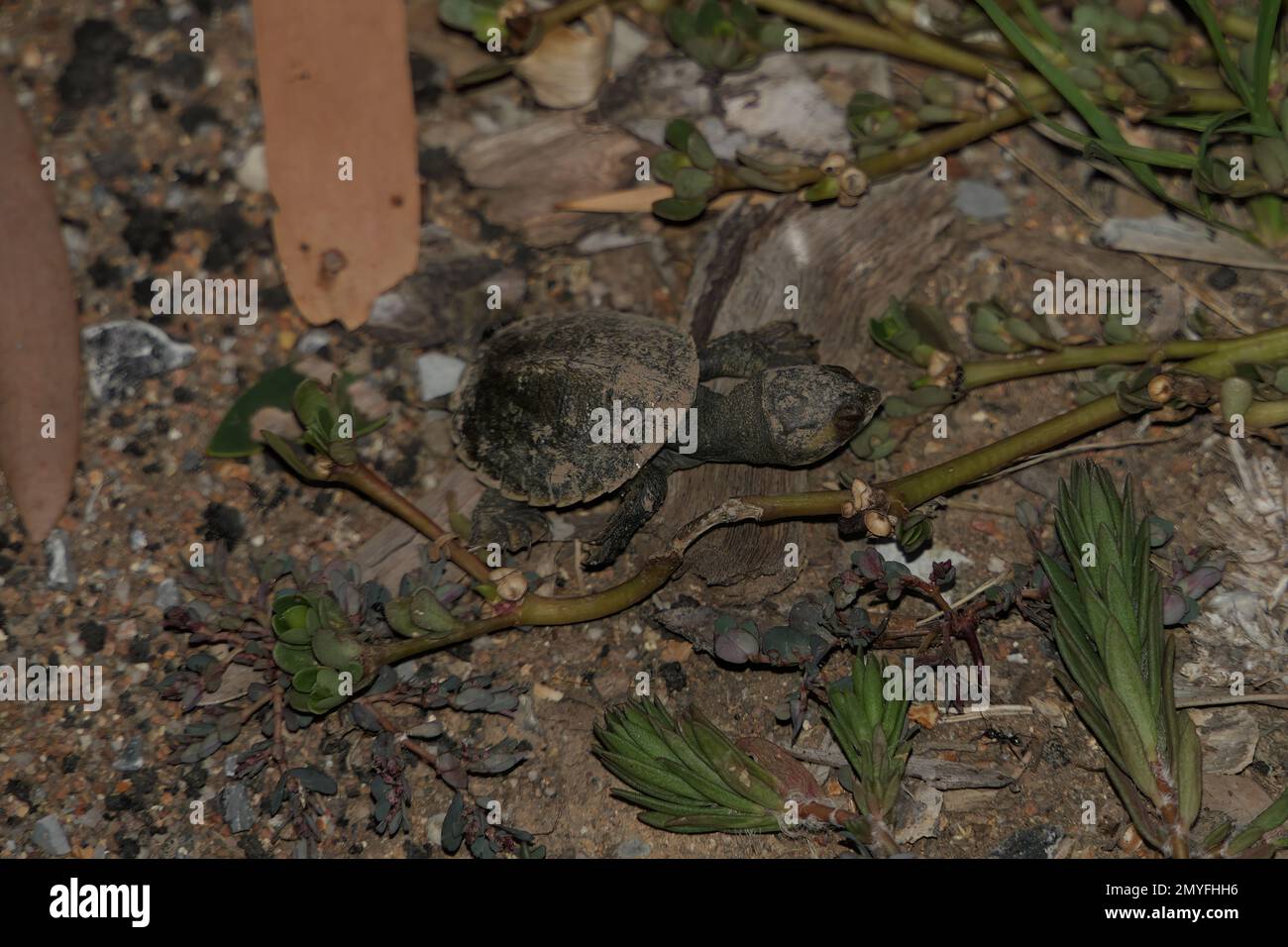 A closeup of a cute newly hatched baby Queensland River Turtle Stock ...