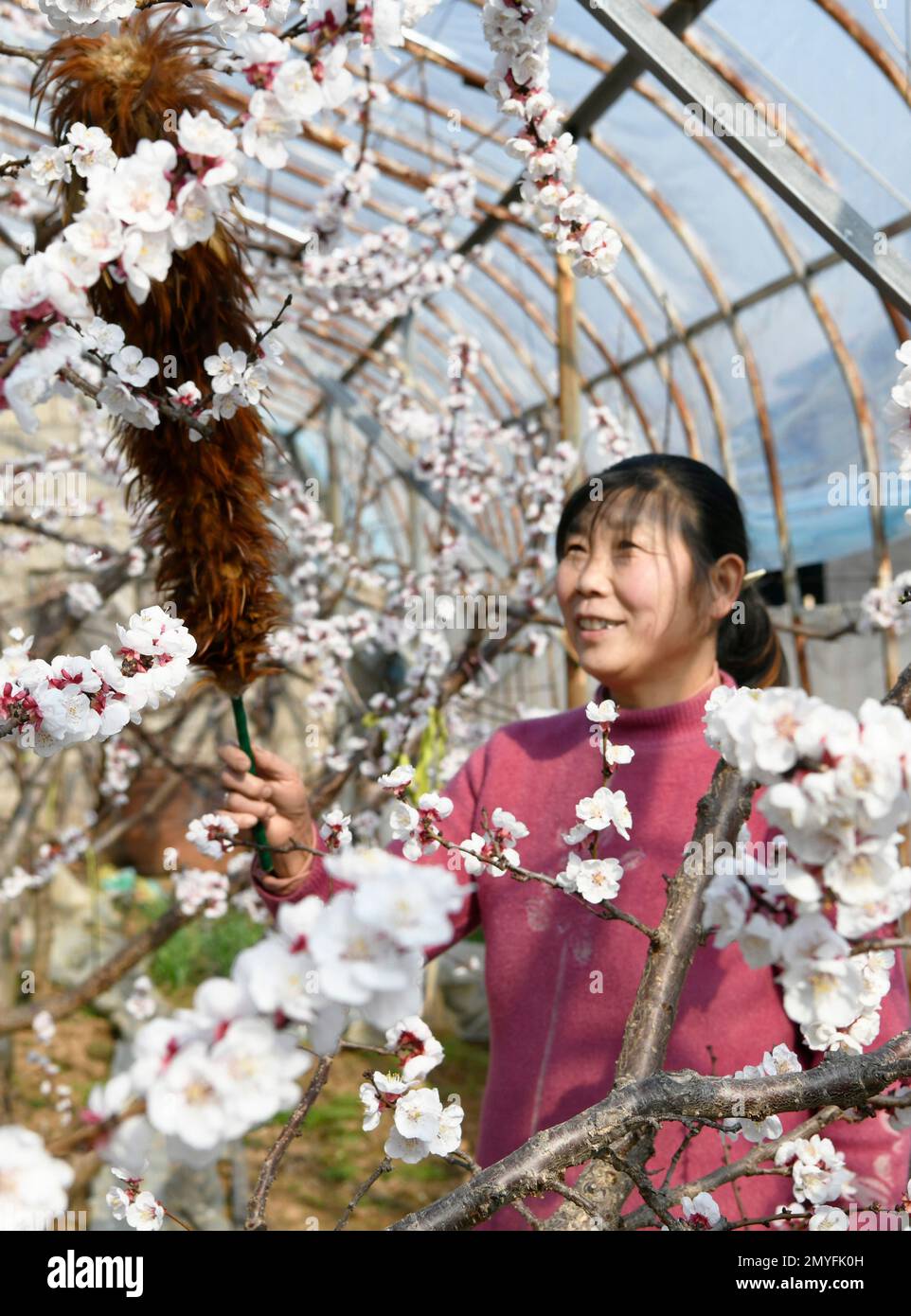 Apricot tree greenhouse hi-res stock photography and images - Alamy