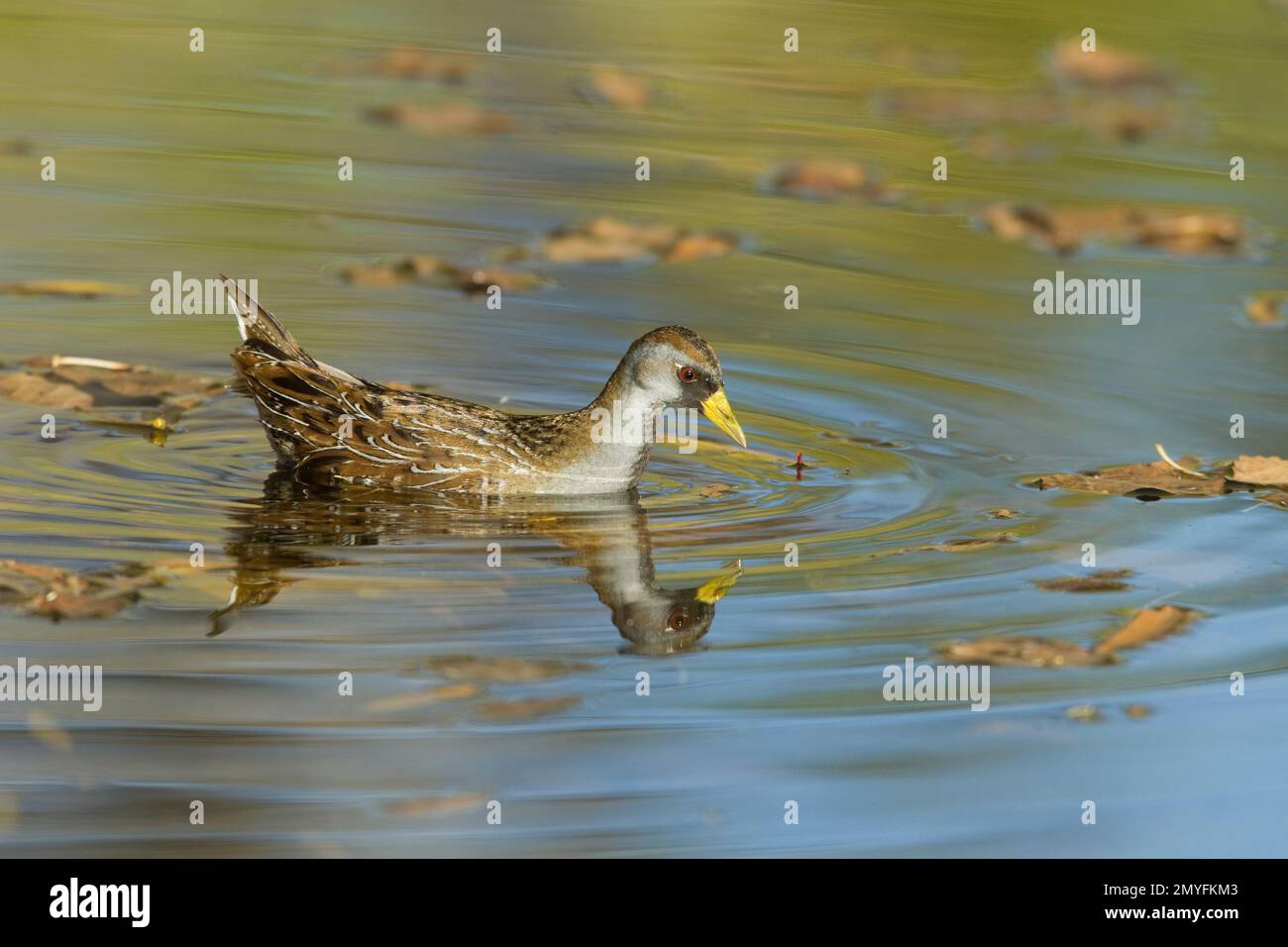 Sora, Porzana carolina, in pond. Rotate 3 degrees CCW Stock Photo - Alamy