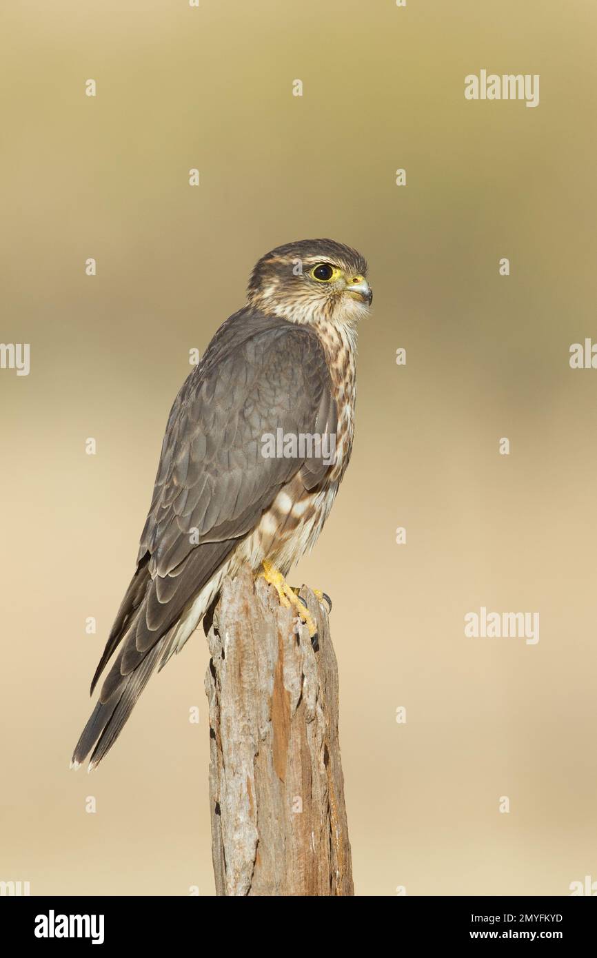 Merlin female falco columbarius hi-res stock photography and images - Alamy