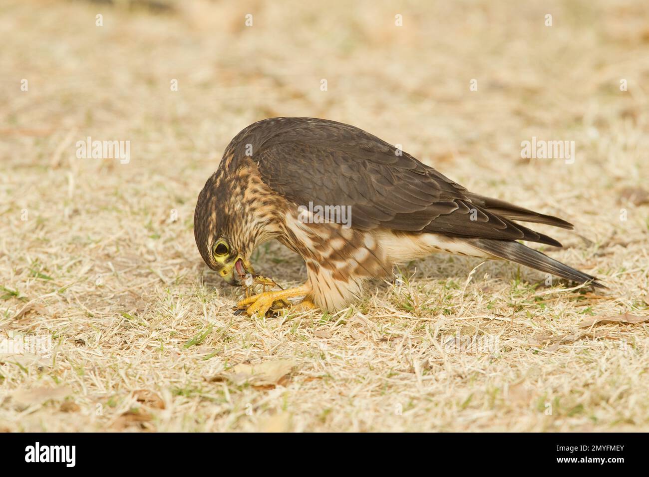 Merlin female, Falco columbarius, on ground eating grasshopper Stock ...
