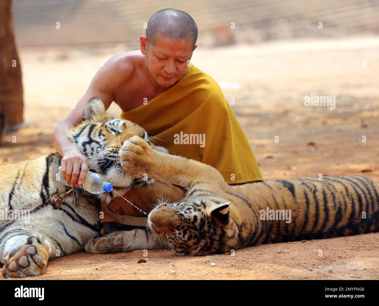 FILE - In this Feb, 12, 2015 file photo a Thai Buddhist monk feeds ...